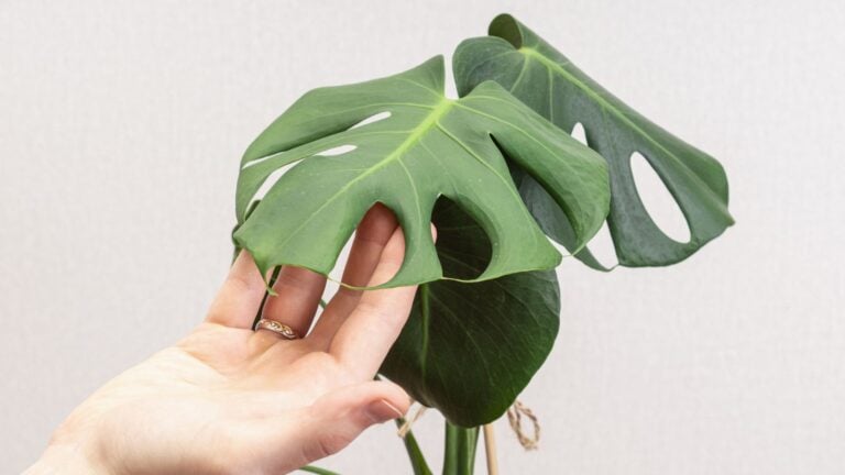 17 Common Monstera Problems and How to Solve Them