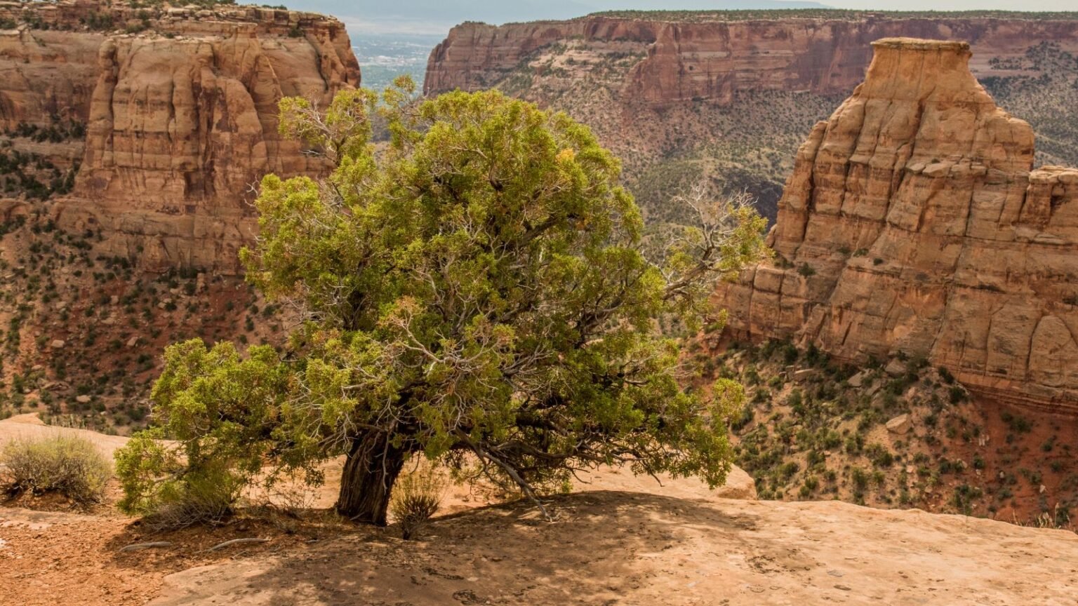 How to Plant, Grow, and Care for the Pinon Tree