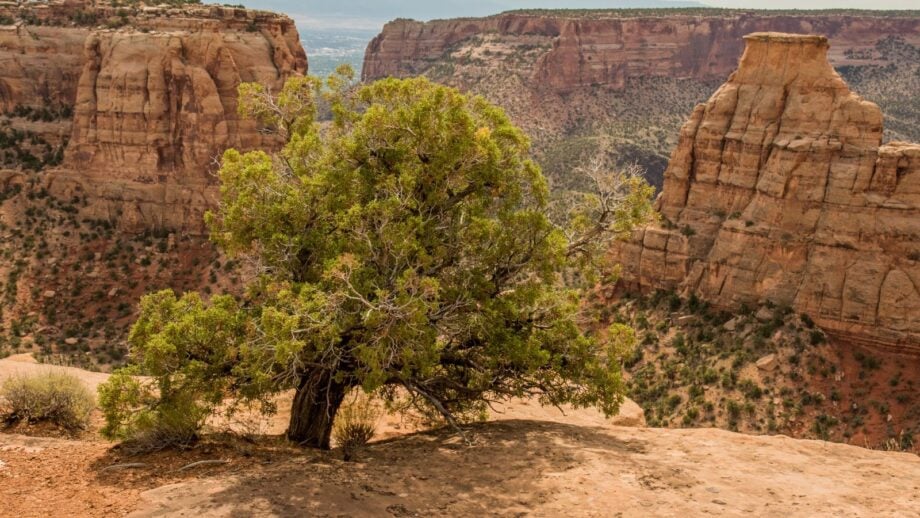 How to Plant, Grow, and Care for the Pinon Tree