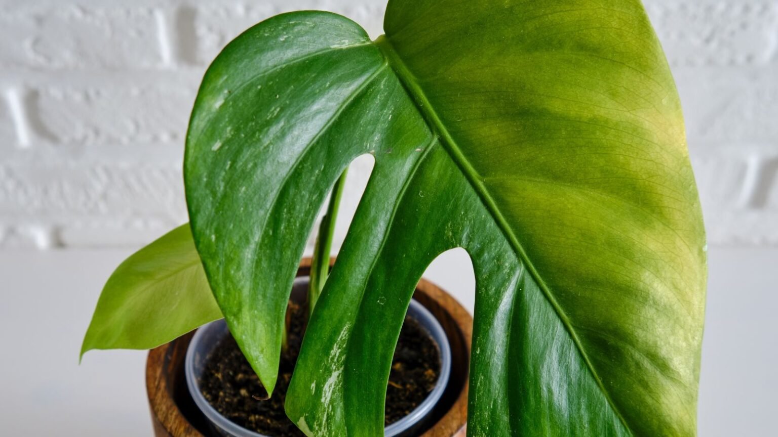 17 Common Monstera Problems and How to Solve Them