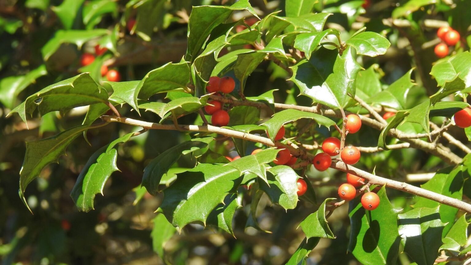 How to Plant, Grow, and Care for the Holly Tree