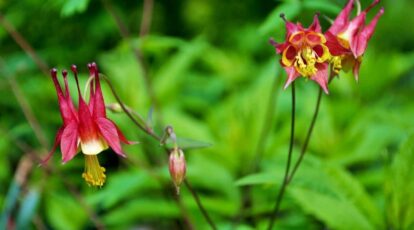21 Beautiful Wildflowers For Native Wildflower Gardens