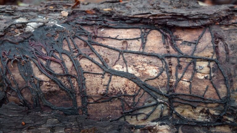 How to Plant, Grow, and Care for the Pinon Tree