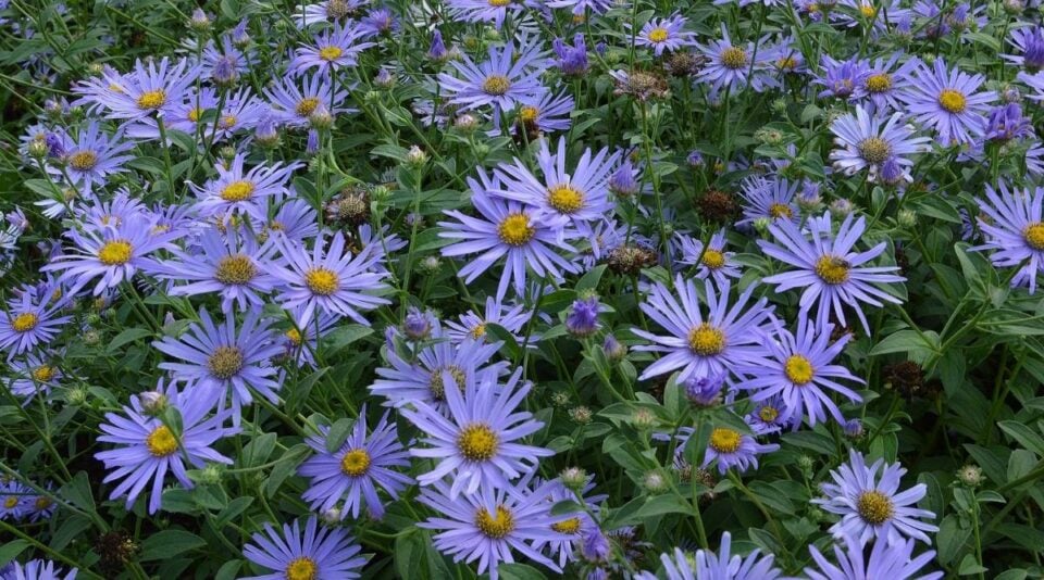 Blue Asters: 15 Different Types of Blue Aster Varieties