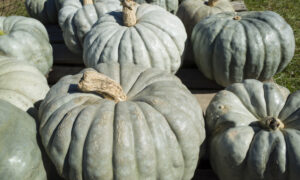 50 Types Of Pumpkins You'll Love Growing - Epic Gardening
