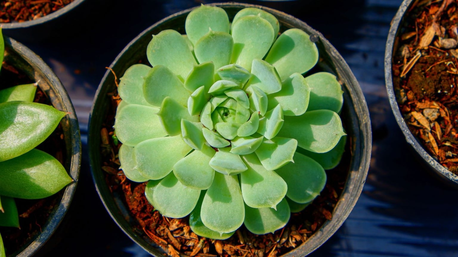 How to Plant, Grow, and Care for Echeveria Elegans