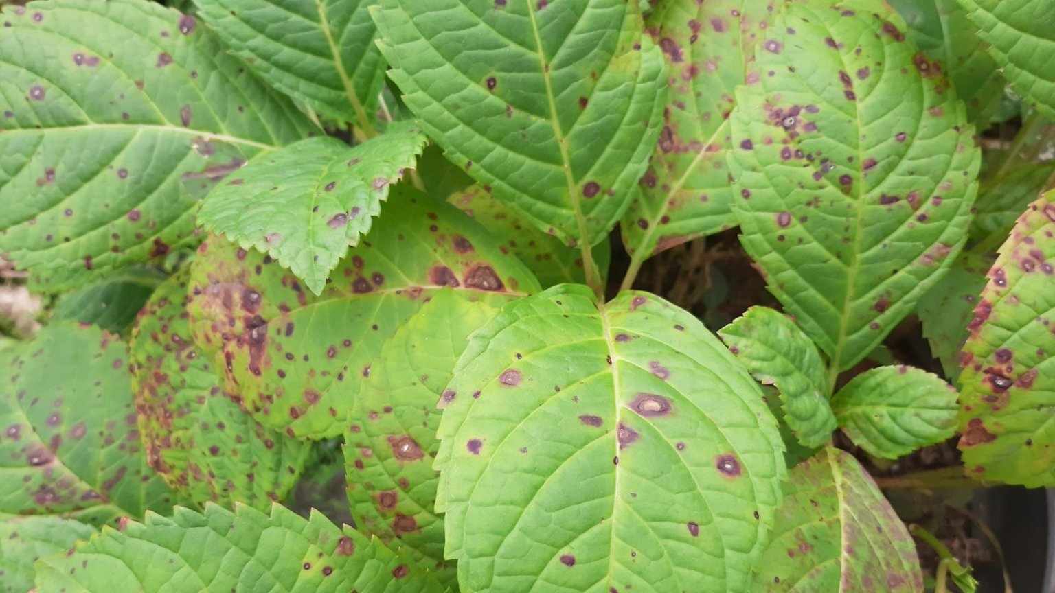 Brown Spots On Leaves: Causes and Solutions