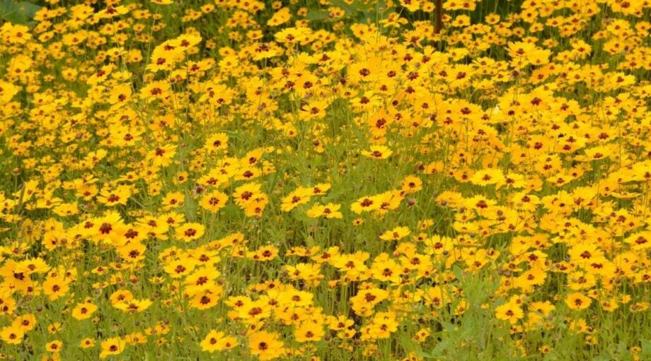 15 Popular Perennial Plants You Can Plant in June