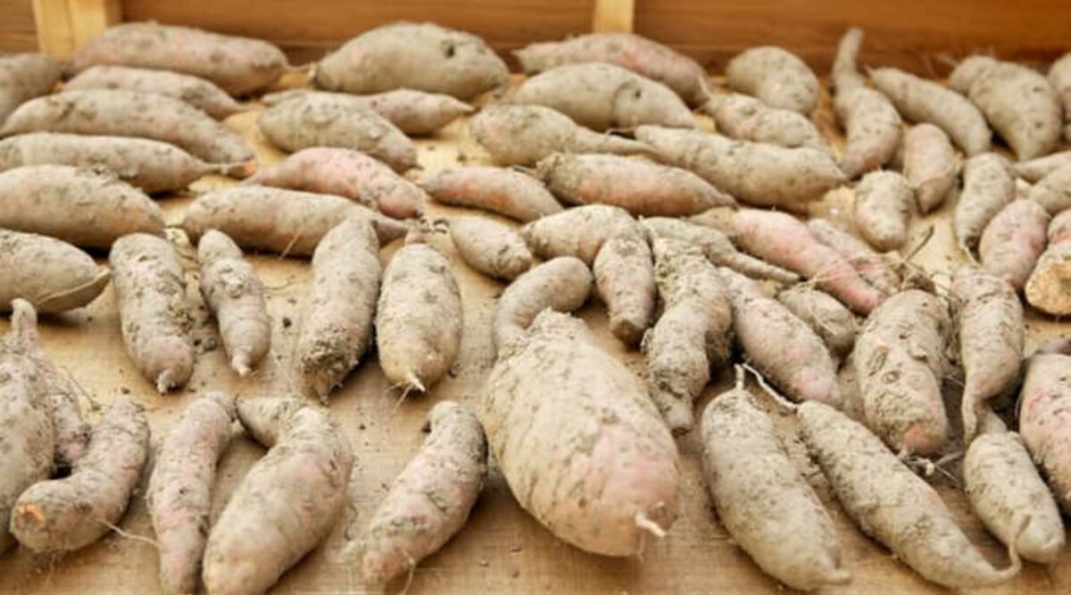Curing Sweet Potatoes Properly For Storage - Epic Gardening