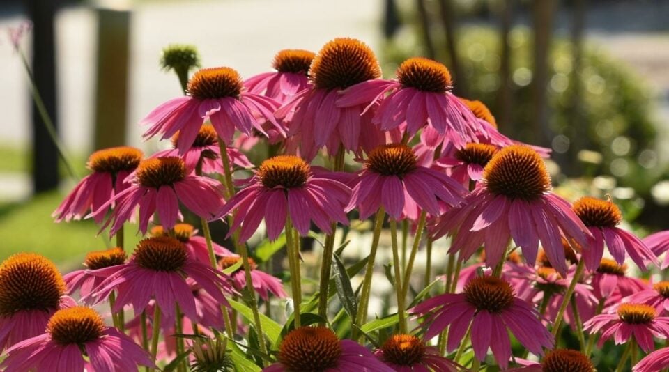 15 Popular Perennial Plants You Can Plant in June