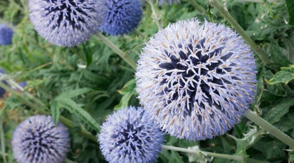 15 Popular Perennial Plants You Can Plant in June