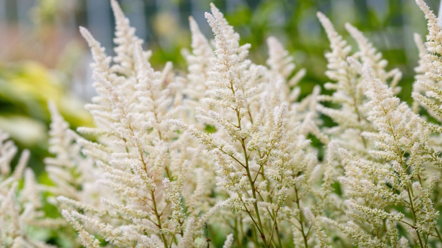 19 Perfect Perennials For Hardiness Zone 4