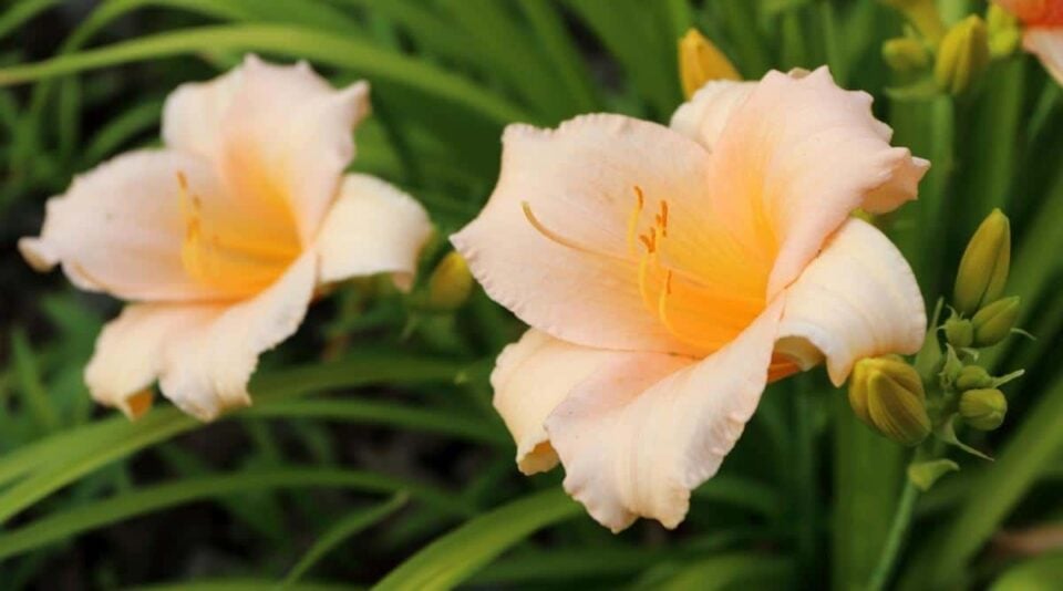 15 Popular Perennial Plants You Can Plant in June