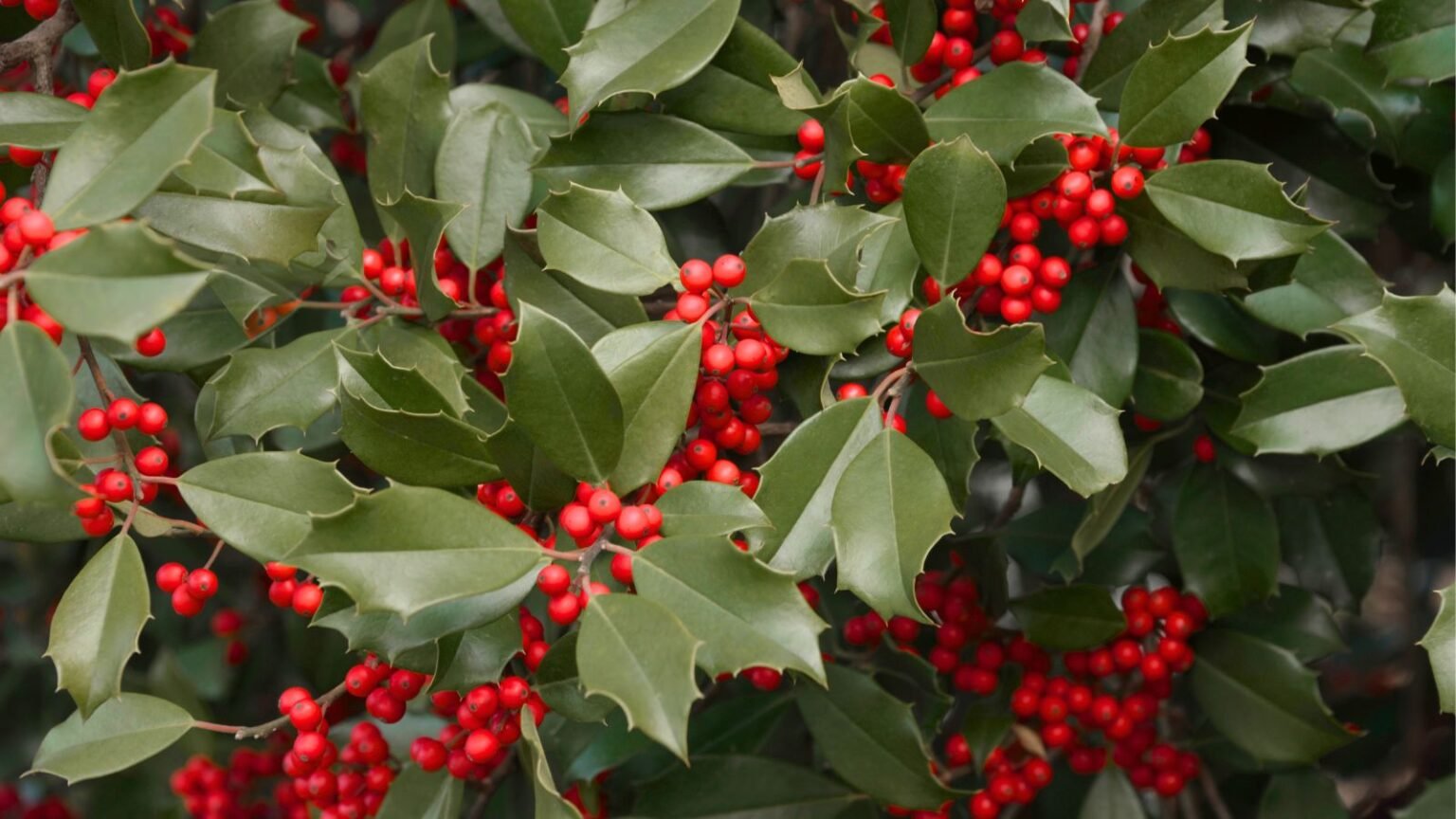 How to Plant, Grow, and Care for the Holly Tree