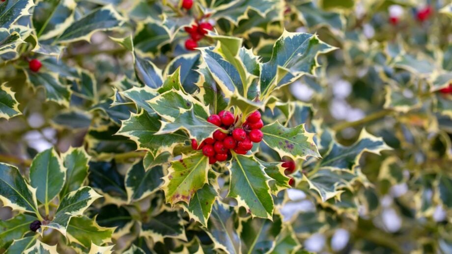How to Plant, Grow, and Care for the Holly Tree