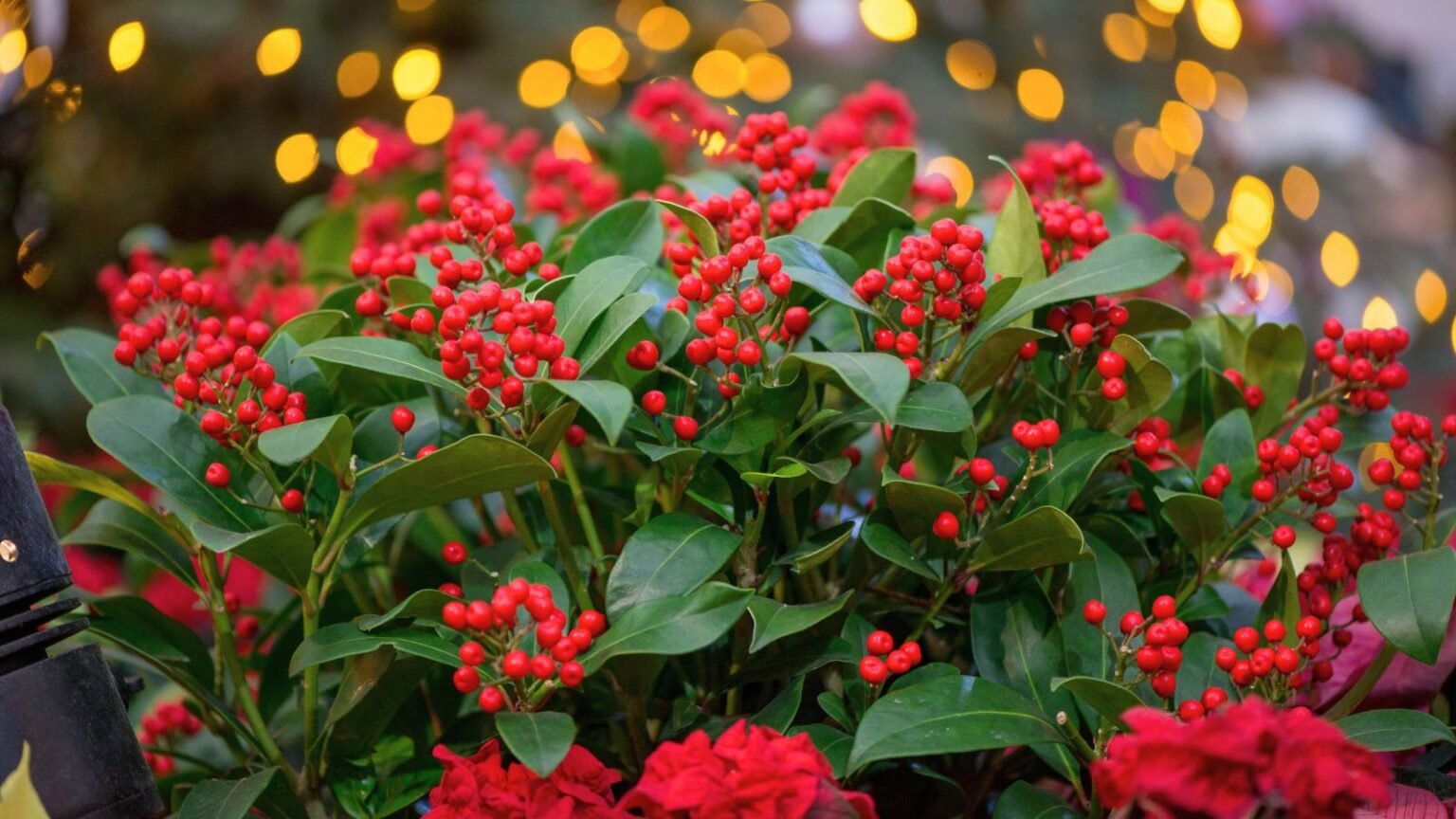 How to Plant, Grow, and Care for the Holly Tree