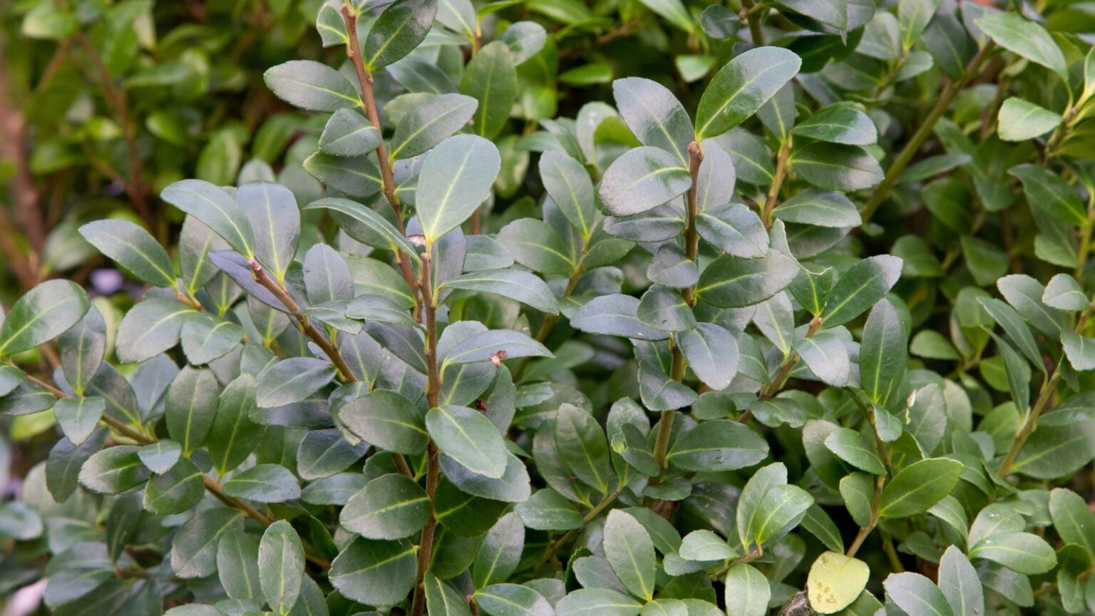 How to Plant, Grow, and Care for the Holly Tree