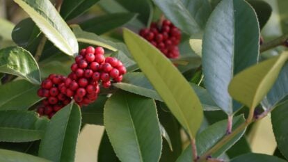 How to Plant, Grow, and Care for the Holly Tree
