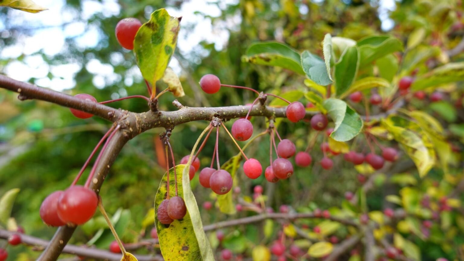 How to Plant, Grow, and Care for the Holly Tree