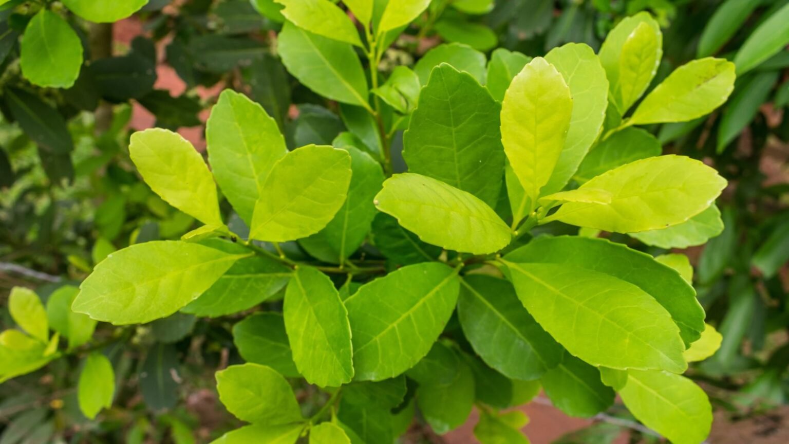 How to Plant, Grow, and Care for the Holly Tree