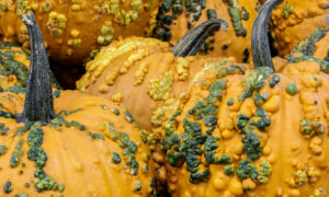 50 Types Of Pumpkins You'll Love Growing - Epic Gardening