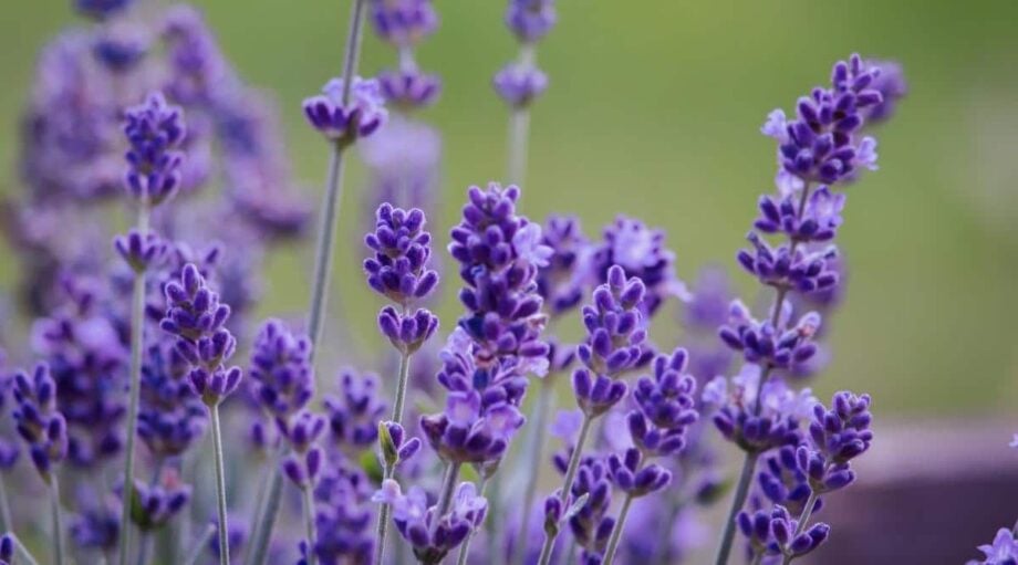 15 Popular Perennial Plants You Can Plant in June