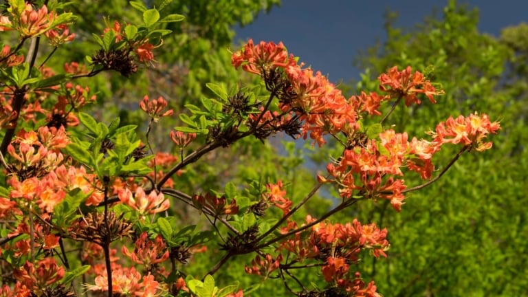 29 Beautiful Shrubs With Orange Flowers