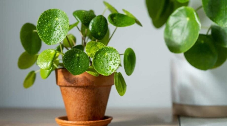 43 Common Types of Houseplants (With Pictures)