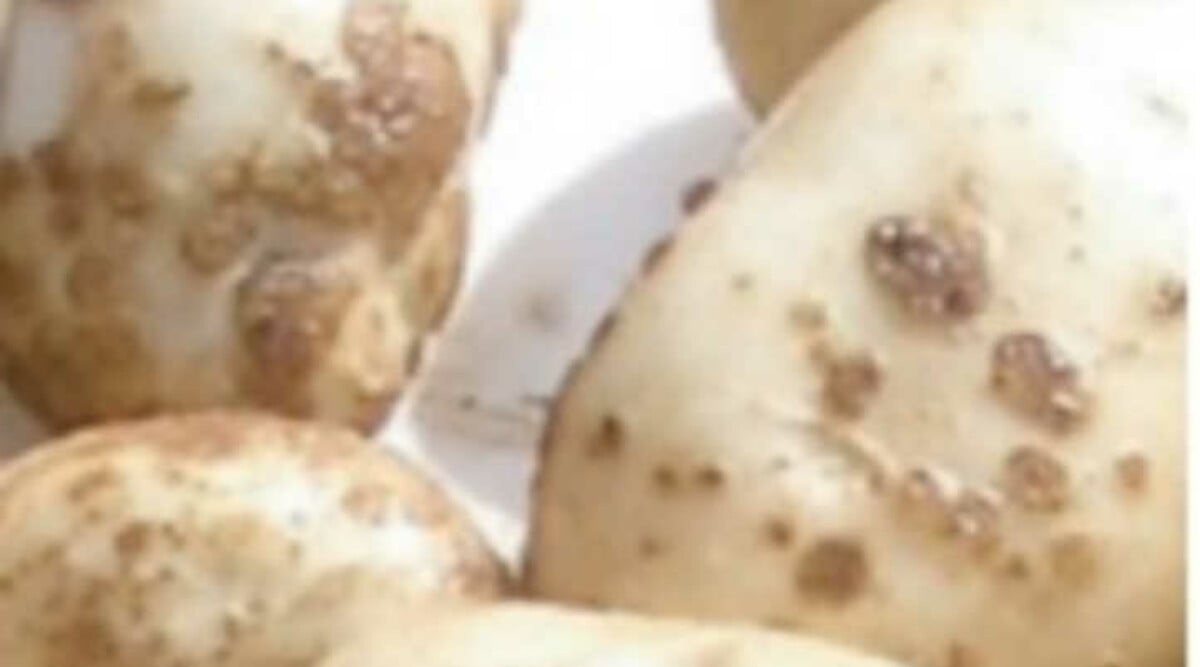 How to Control and Prevent Potato Scab