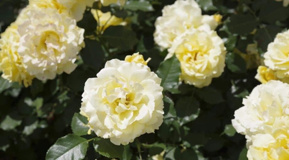 15 Popular Perennial Plants You Can Plant in June