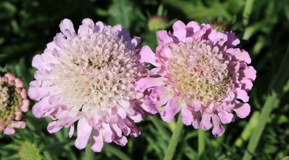 15 Popular Perennial Plants You Can Plant in June