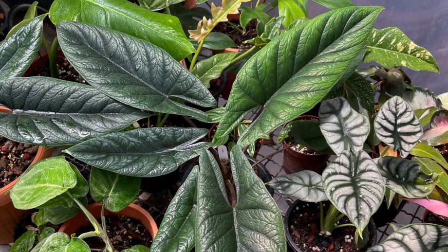 Types of Alocasia: 25 Different Alocasia Varieties