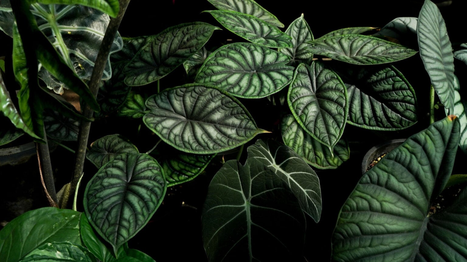 Types of Alocasia: 25 Different Alocasia Varieties