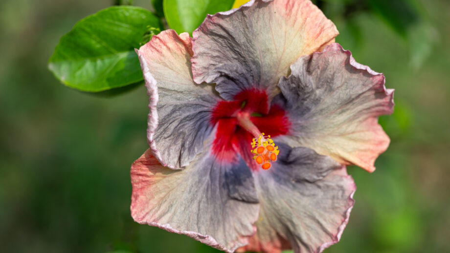 41 Hibiscus Varieties For Your Garden