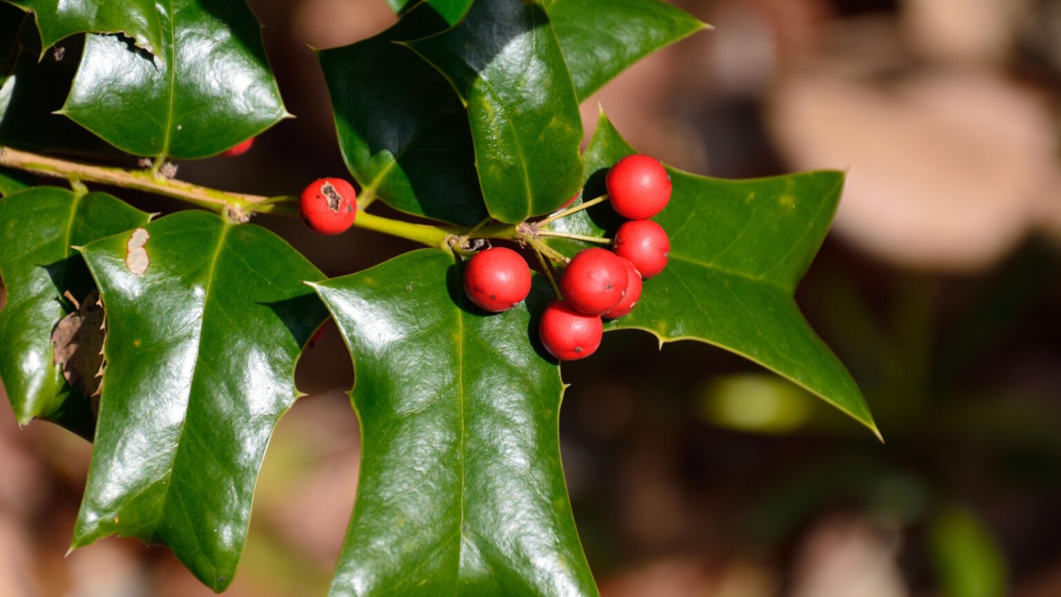 How to Plant, Grow, and Care for the Holly Tree