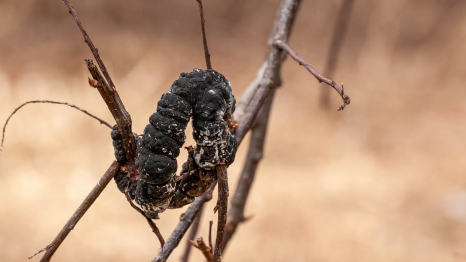 Black Knot Disease: Symptoms, Treatment, and Prevention
