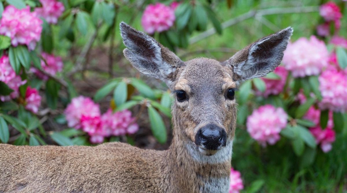 Are Hydrangeas Deer Resistant or Will They Attract Deer?