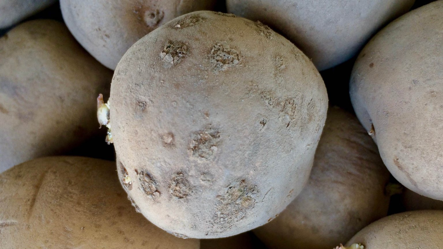 How to Control and Prevent Potato Scab