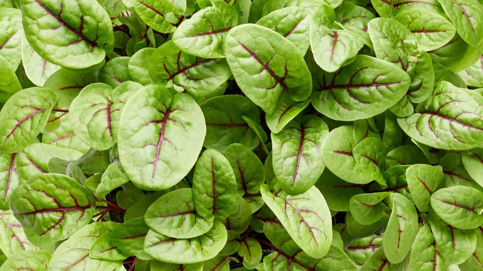 How to Grow Sorrel Microgreens in 5 Easy Steps
