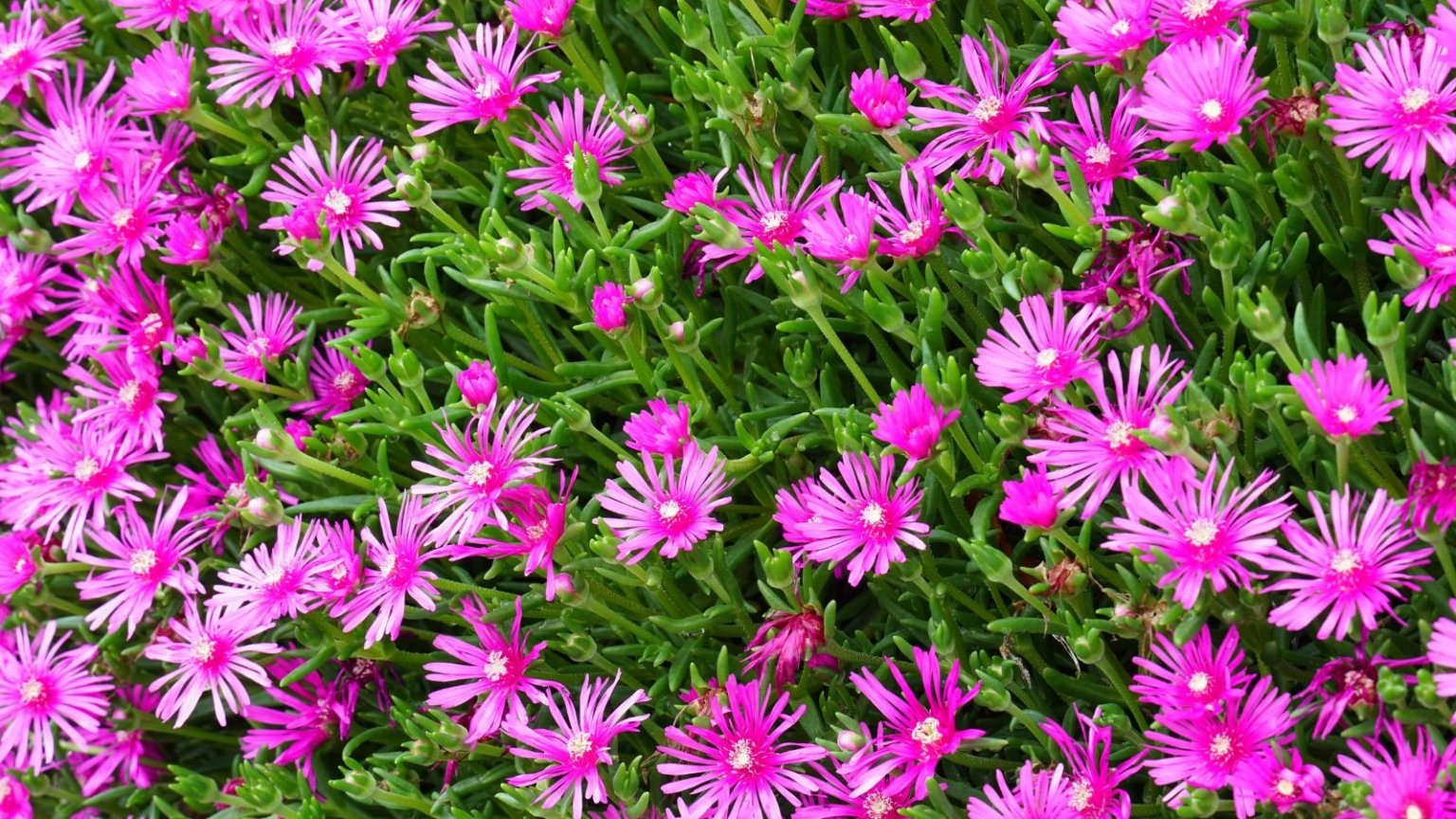 How to Plant, Grow, and Care for Ice Plant