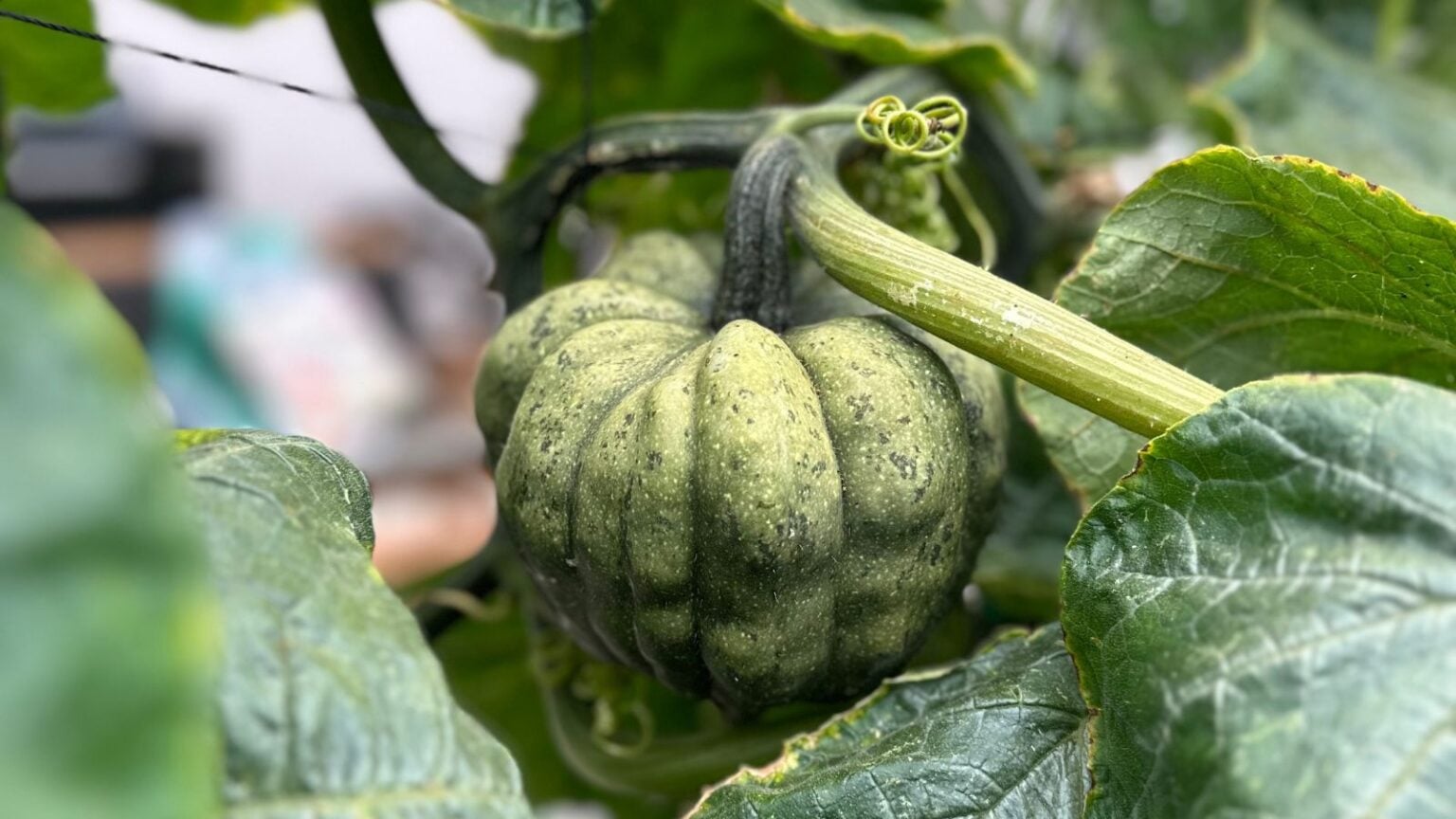 How to Plant, Grow, and Care for Acorn Squash