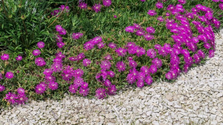 How to Plant, Grow, and Care for Ice Plant