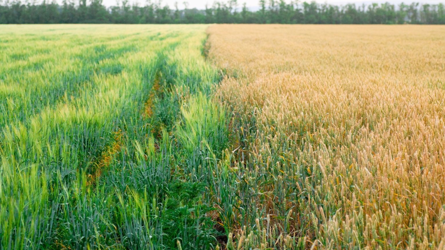 What is Crop Rotation? Benefits and Examples