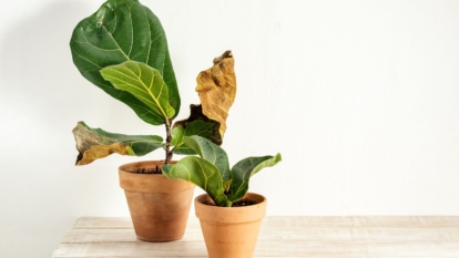 Common Fiddle Leaf Fig Problems and How to Fix Them