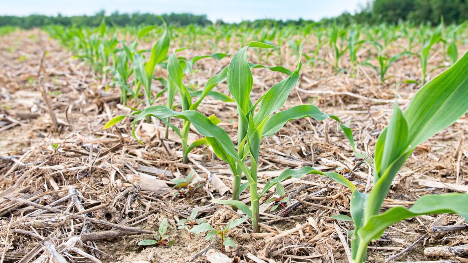 What is Crop Rotation? Benefits and Examples