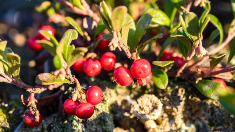 How to Plant, Grow, and Care for Bearberry