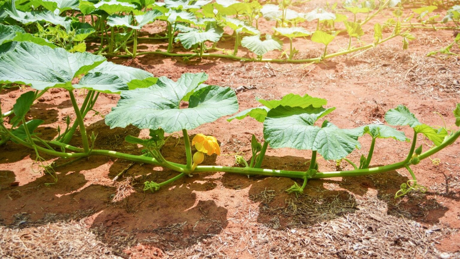 How to Plant, Grow, and Care for Acorn Squash