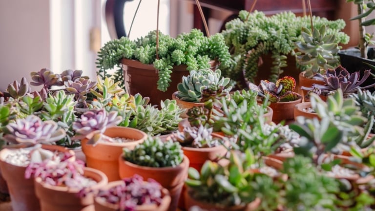 55 Types of Succulents With Names and Pictures
