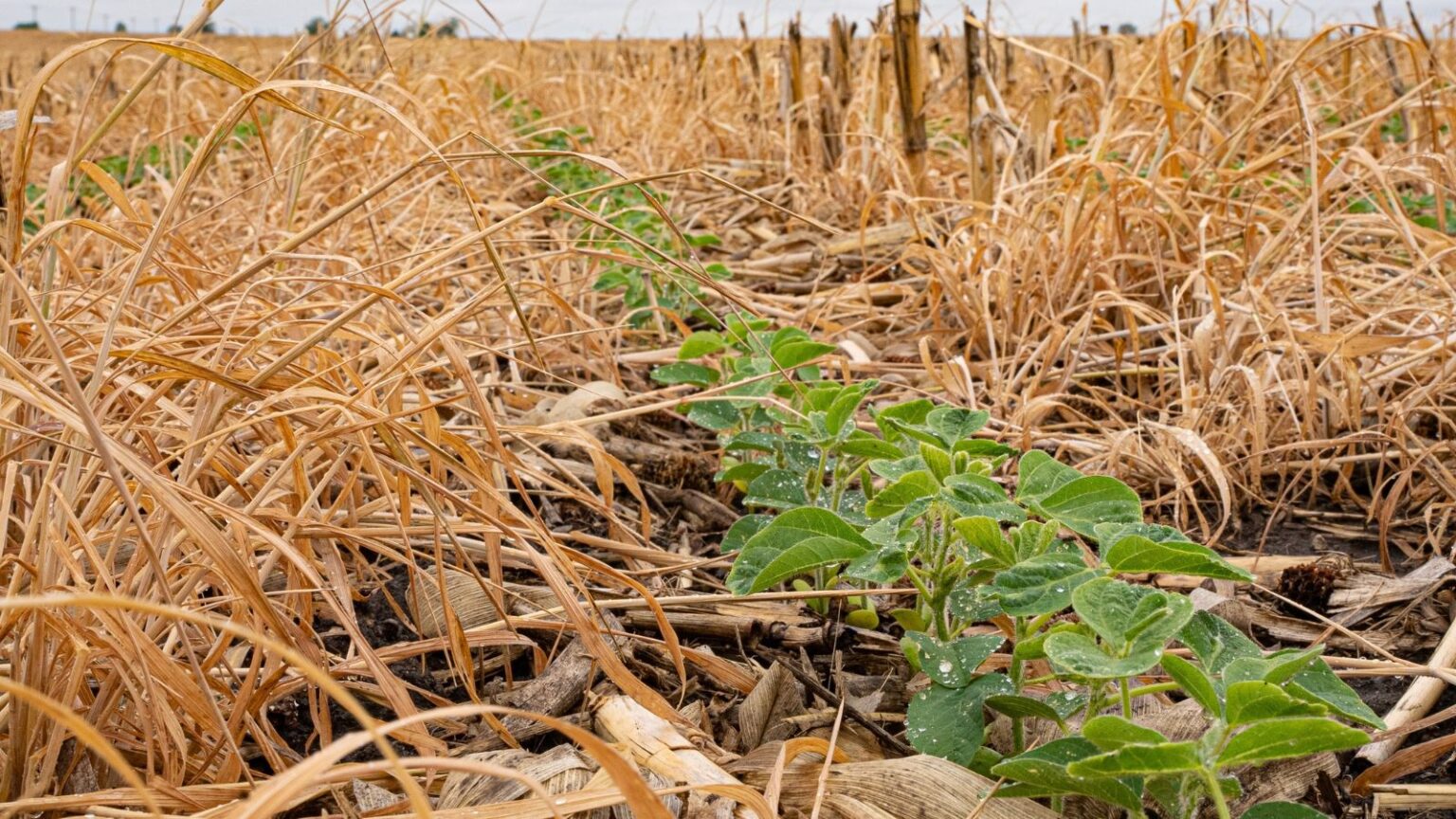What is Crop Rotation? Benefits and Examples