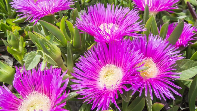 How to Plant, Grow, and Care for Ice Plant